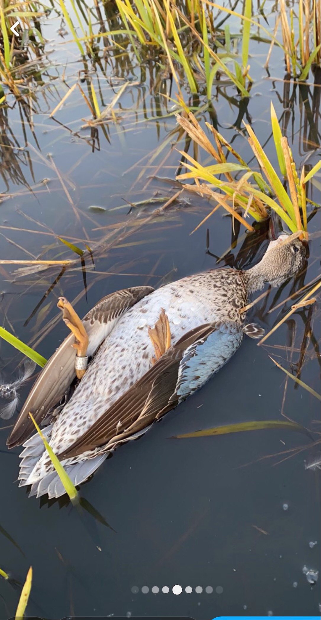 Banded blue-winged teal makes day for Templeton on holiday break hunt ...