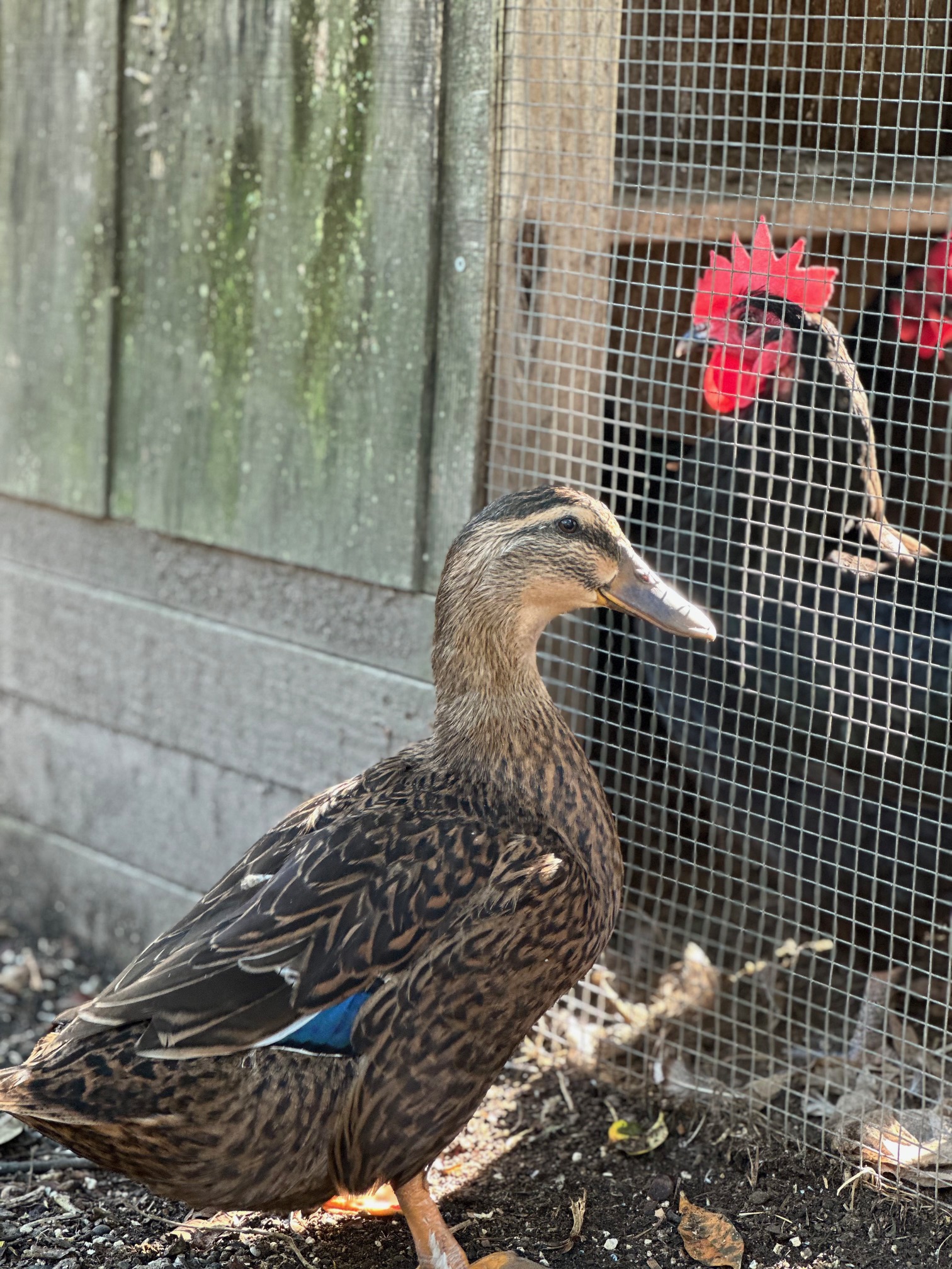 Berry Tales: The apple and the duck | The Daily Iberian