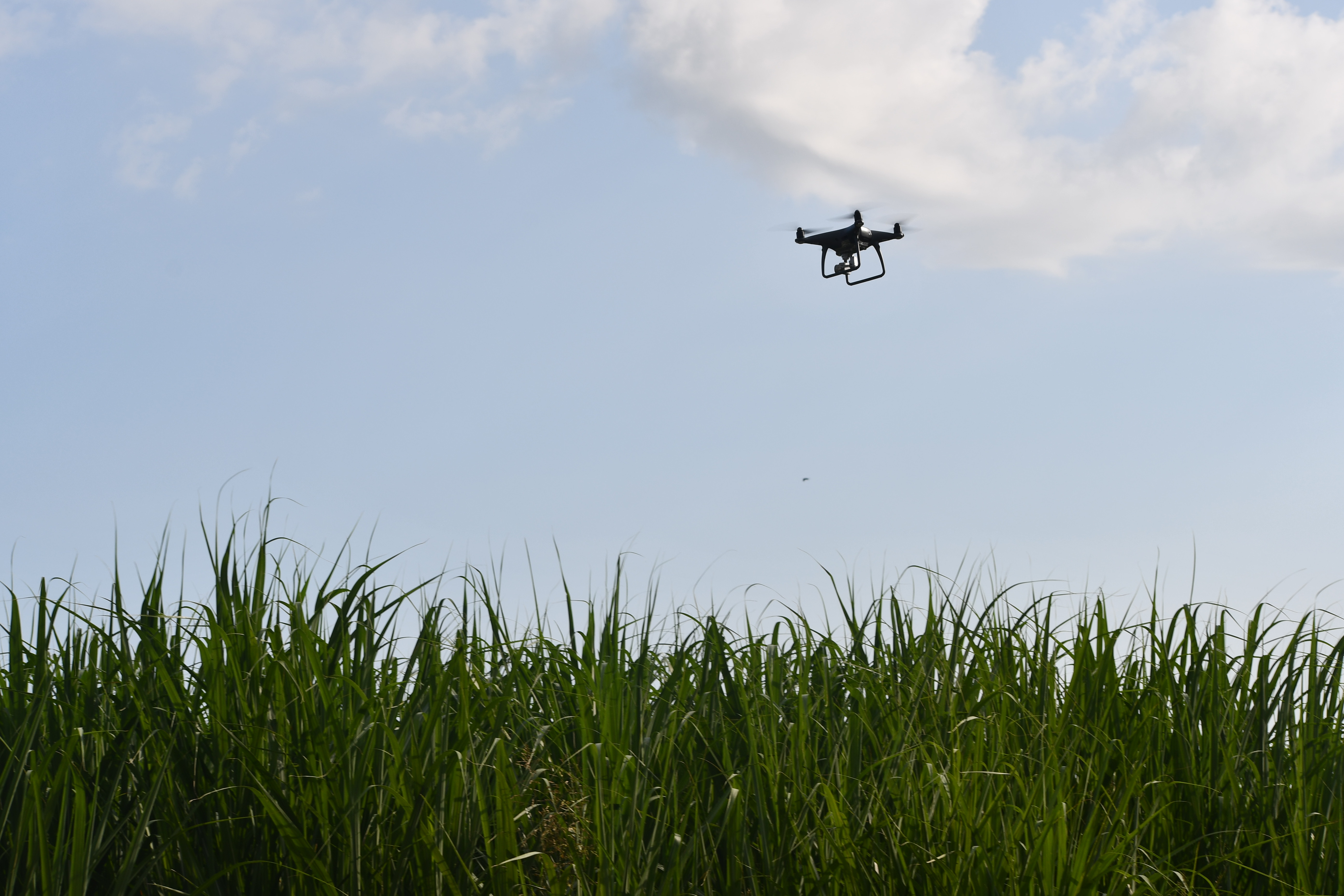 Body discovered in New Iberia | The Daily Iberian