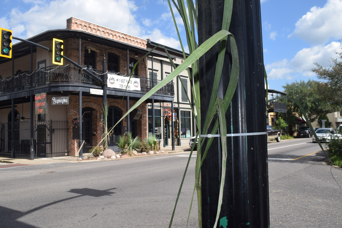 Association announces return of Sugar Cane Festival | The Daily Iberian