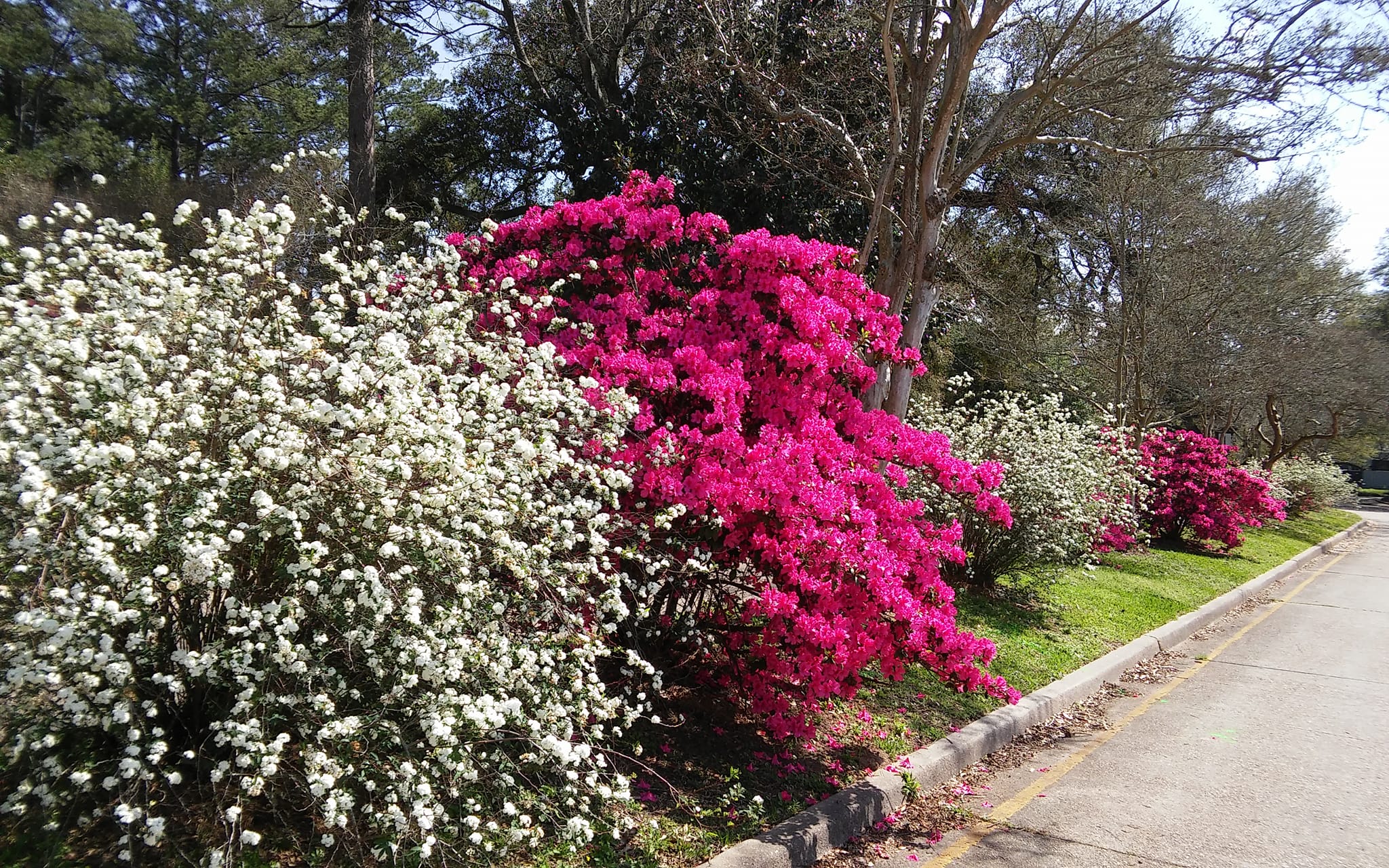 Splendor of Spring | The Daily Iberian