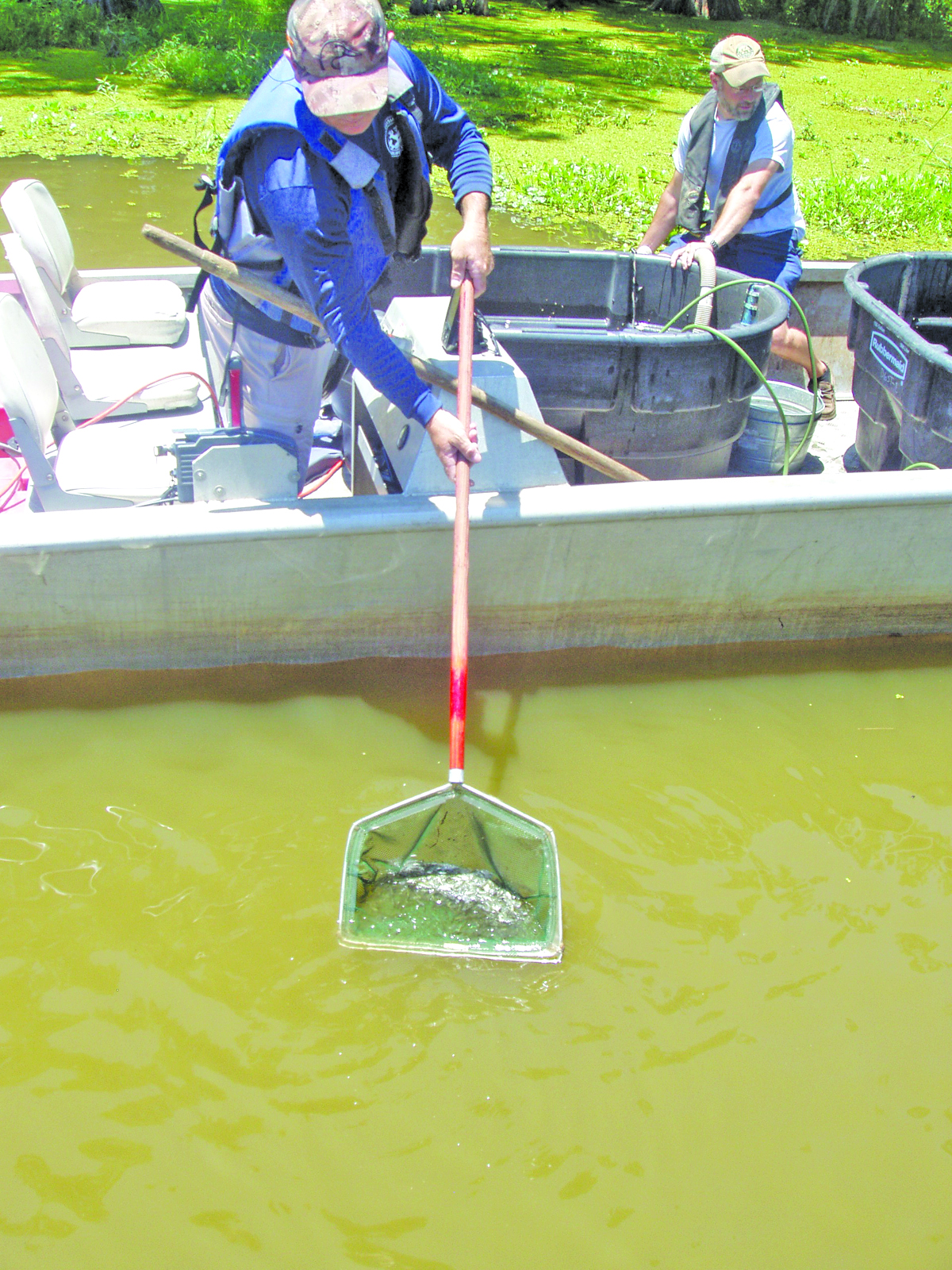 LDWF biologists stock 100,000 Fla. bass fingerlings in Fausse Pointe ...