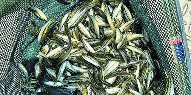 Louisiana waters receive 5.2M Florida bass fingerlings, fry in ’25 ...
