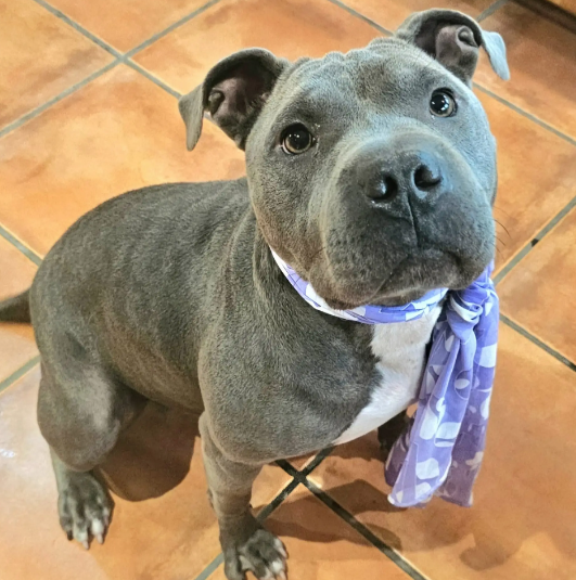 Iberia Parish Animal Control joins ‘Empty the Shelters’ initiative ...